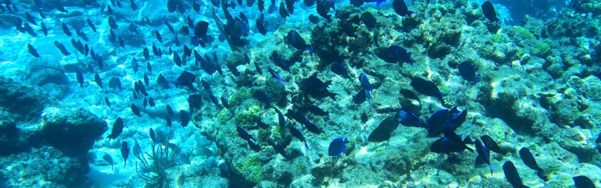 Florida Coral, Florida Reefs and Coral Reef Snorkeling in Key West