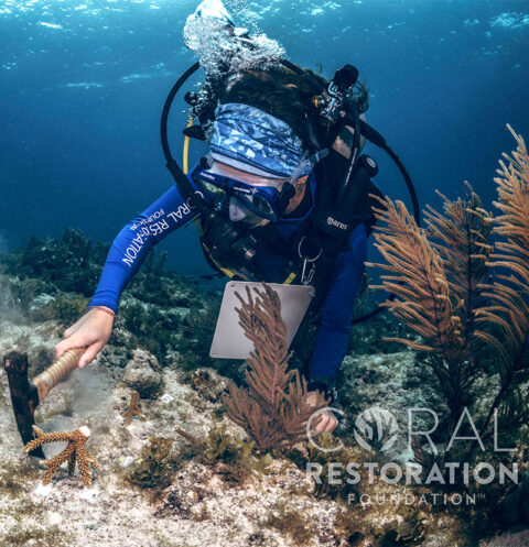 Coral Restoration Foundation, Coral Restoration Training, PADI Training ...