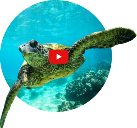 Key West Snorkeling, SNUBA, Scuba Diving Excursions, & Training by PADI